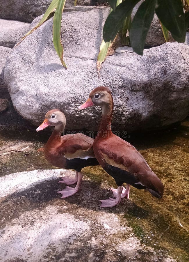 Double duck stock photo. Image of rocks, habitat, ducks - 97489618