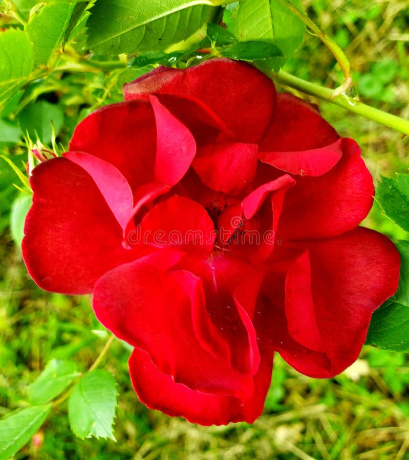 A double edge rose stock image. Image of rose, flower - 205315323