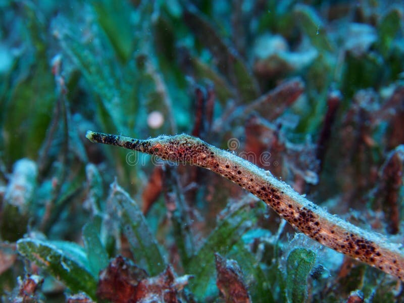 Double-ended Pipefish Red Sea in Sea Grass Stock Photo - Image of dive ...