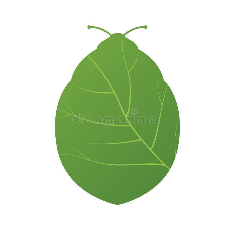 Beetle on leaf stock vector. Illustration of natural - 12819487
