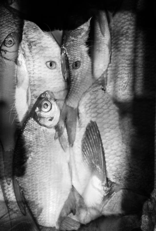 Double Exposure, a Cat Full of Small Fish Dreams Stock Image - Image of ...