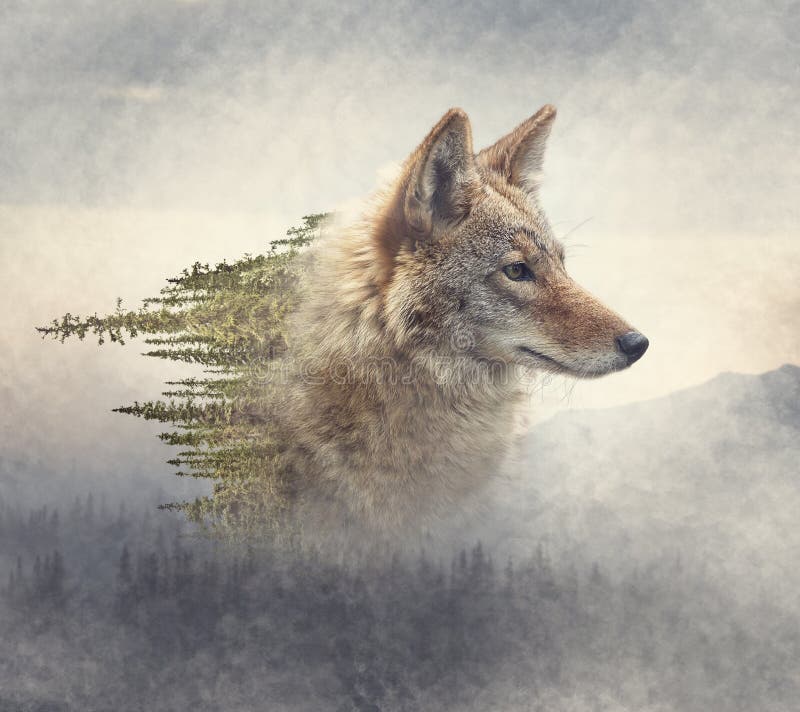 Coyote Portrait stock photo. Image of winter, mammals - 13288316