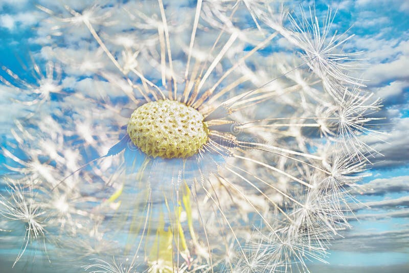 Double Exposure of a Dandelion and a Blue Sky Stock Image - Image of ...