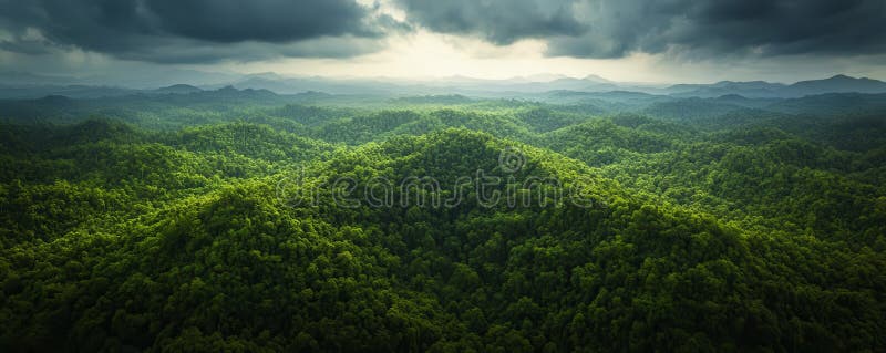 Double Exposure of a Dense, Crowded Forest Merging with a Sparse, Open ...