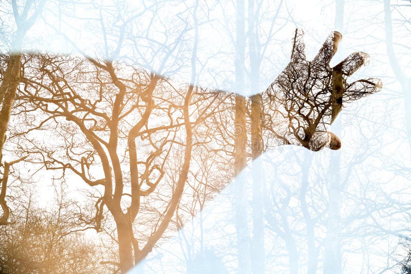 234 Double Exposure People Trees Stock Photos - Free & Royalty-Free ...