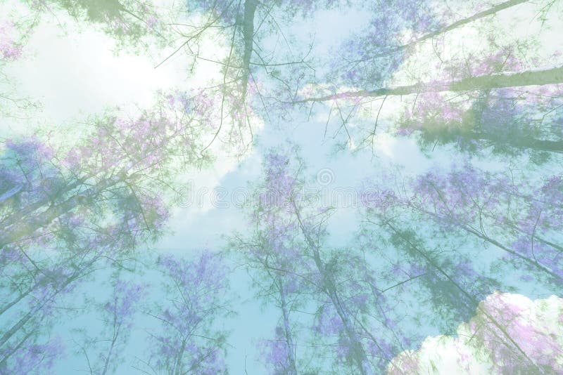 Double Exposure Photo of Tree Branches in Spring Against Sky Stock ...