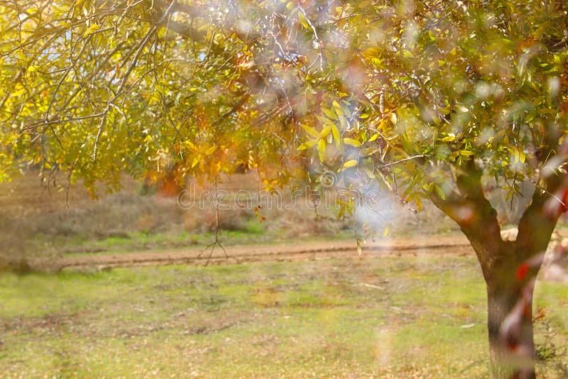 Double Exposure of Single Trees during Spring Time. Stock Photo - Image ...