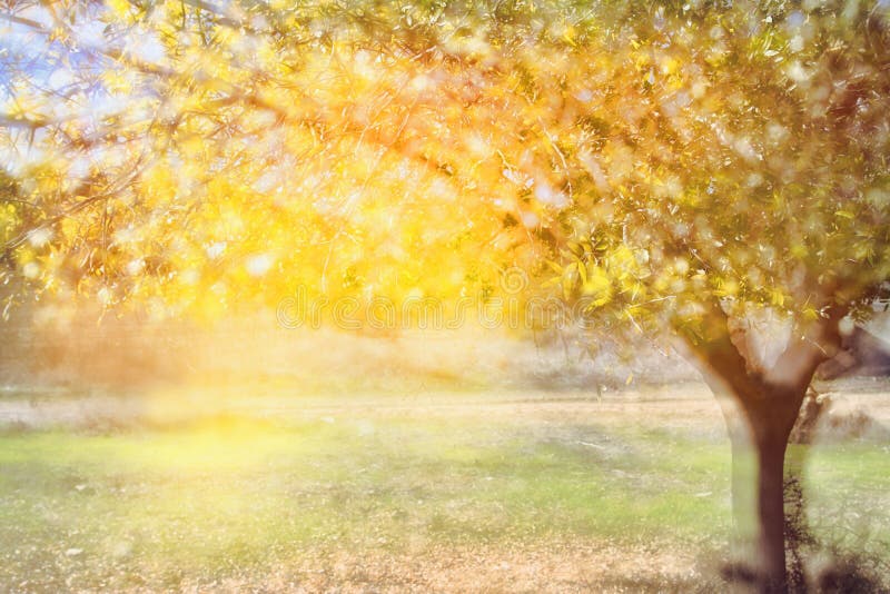 Double Exposure of Single Trees during Spring Time. Stock Image - Image ...