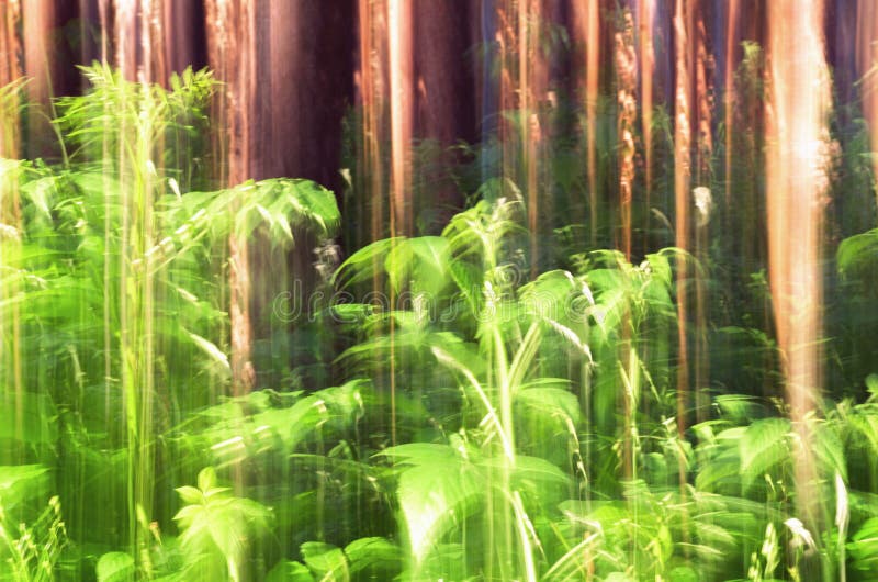 Double Exposure Summer Forest with Green Leaves and Grass Stock Photo ...
