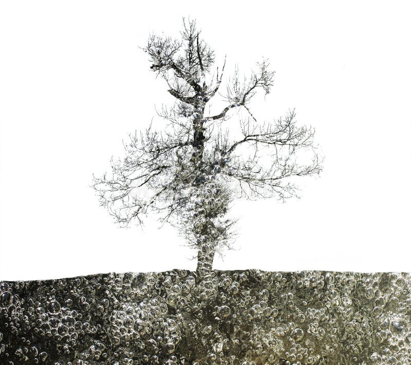 Double exposure tree stock photo. Image of idea, tree - 71382998