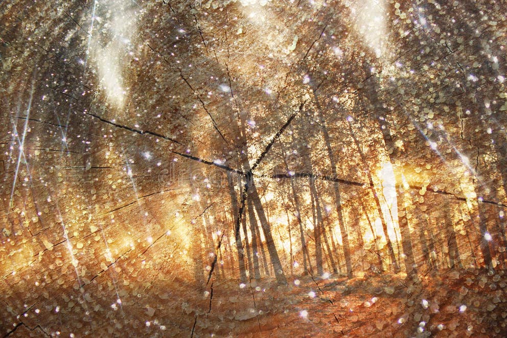 Double Exposure of Trees at Woods and Cut Tree Trunk. Nature Background ...