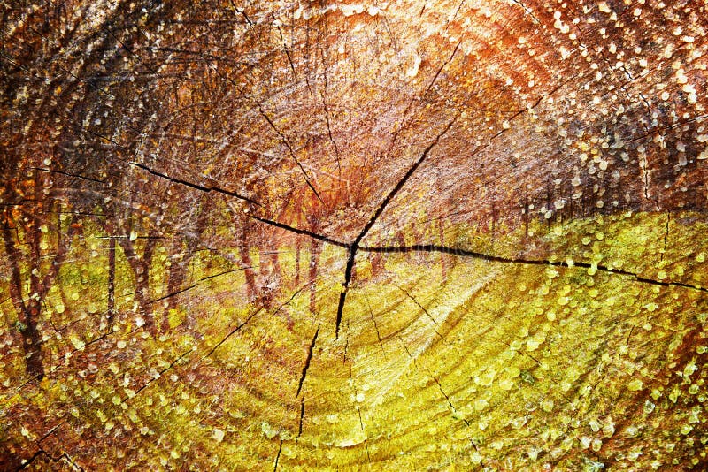 Double Exposure of Trees at Woods and Cut Tree Trunk. Nature Background ...