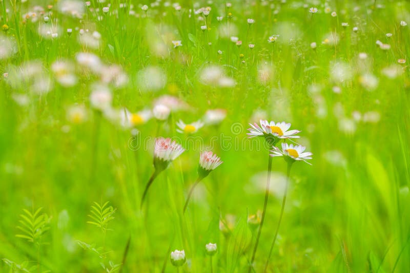 Double Exposures of Tiny Daisy Flowers on the Meadow Stock Photo ...