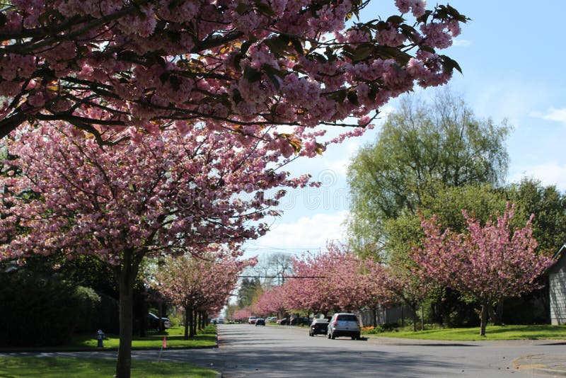 Double-flowered Cherry Blossoms in April Stock Image - Image of closeup ...