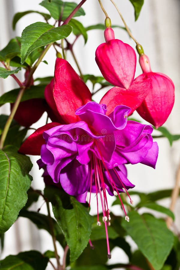Double-flowered Fuchsia stock image. Image of close, flower - 16069681