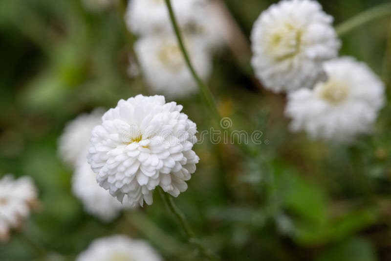 Double-flowered, Highly Decorative, Completely White Roman Chamomile ...