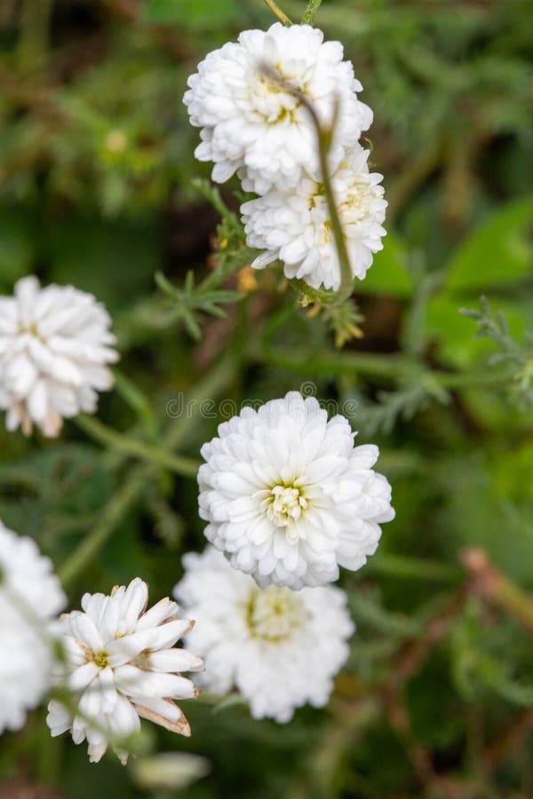 Double-flowered, Highly Decorative, Completely White Roman Chamomile ...