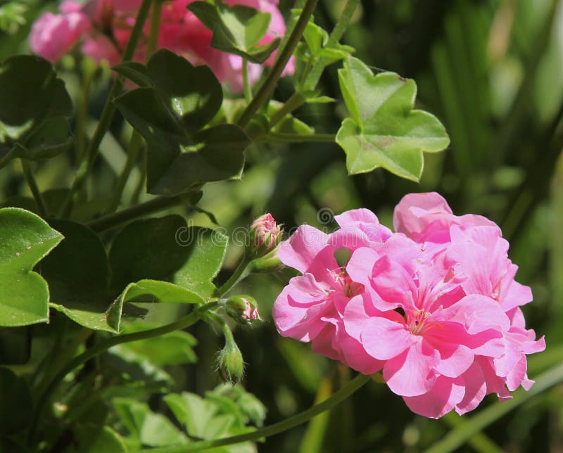 Double Flowers of Ivy Geranium Stock Image - Image of clipping, plant ...