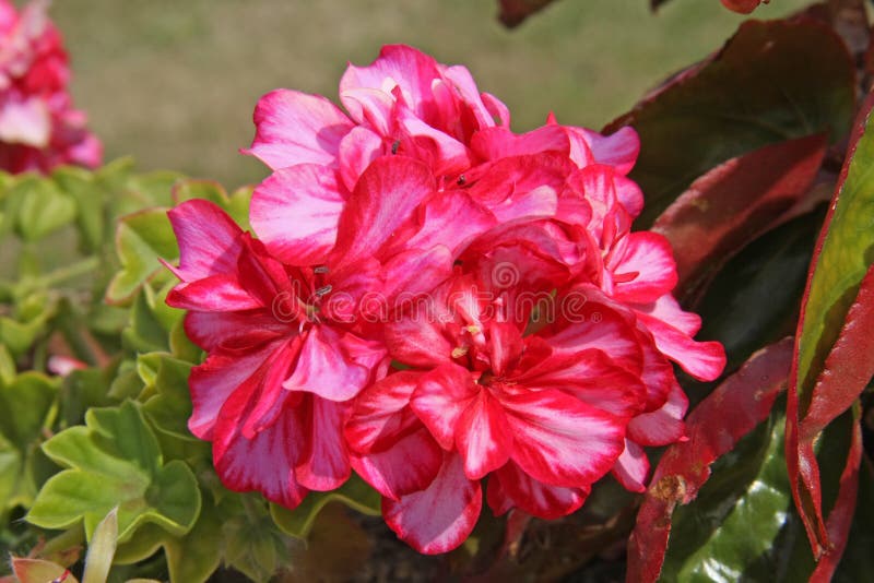 Double Flowers of Ivy Geranium Stock Image - Image of garden, isolated ...