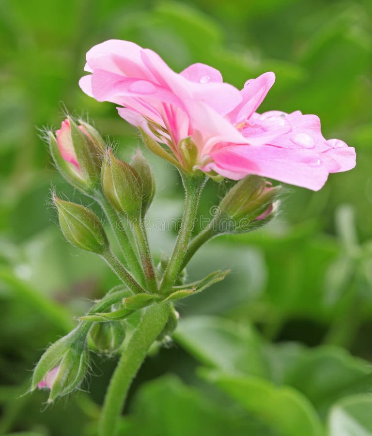 Double Flowers of Ivy Geranium Stock Image - Image of spring, plant ...