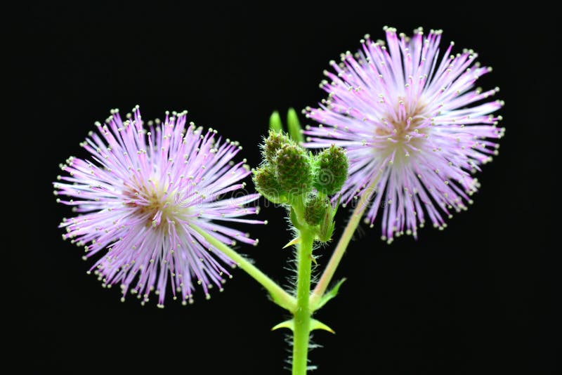 Double flowers stock photo. Image of mimosa, fruit, sensitive - 38756608