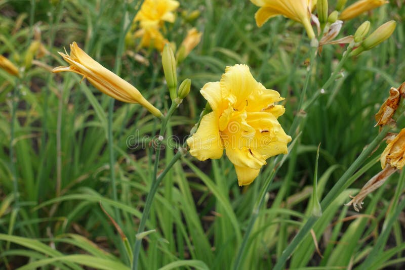 Double Flowers of Yellow Daylilies in June Stock Image - Image of ...