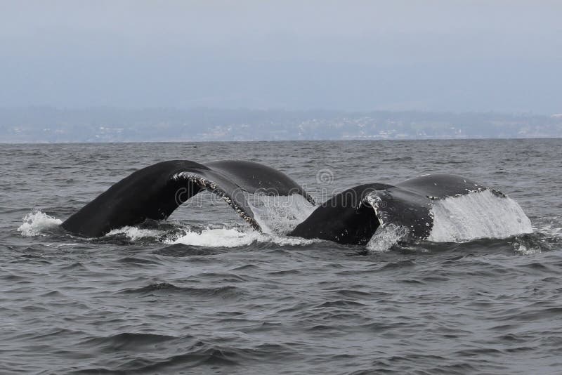 Double Fluke Stock Photos - Free & Royalty-Free Stock Photos from ...