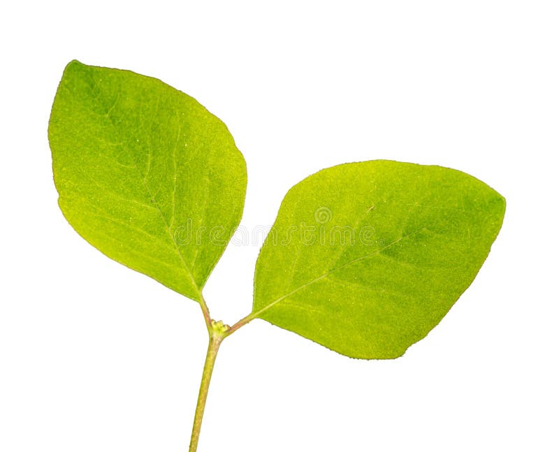 Double Fresh Green Leaf on End of Tree Twig Isolated Stock Photo ...