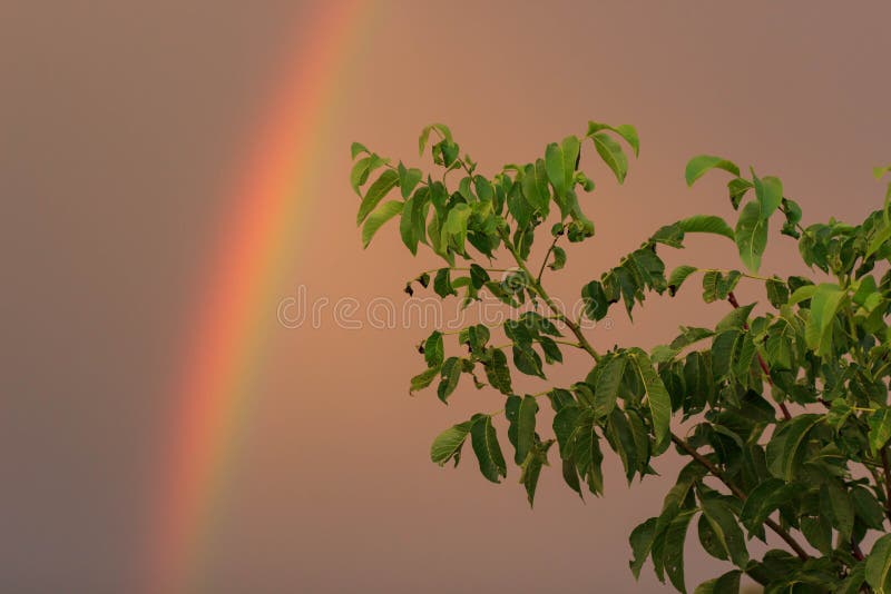 Rainbow over tree stock photo. Image of grow, blue, rain - 101165622