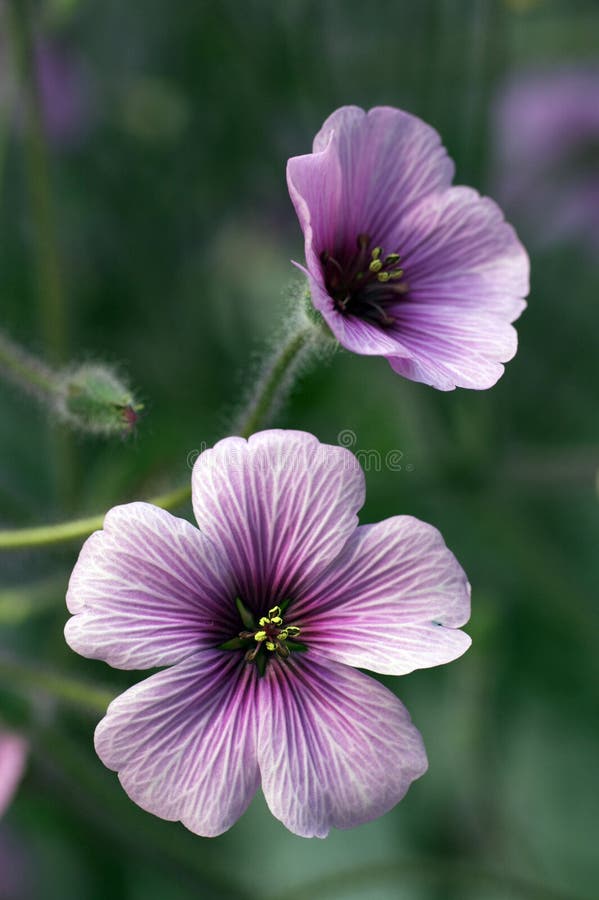 Double geranium flower stock image. Image of beautiful - 13915863