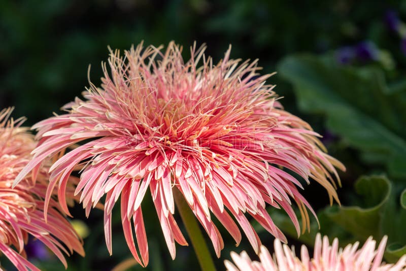 A double Gerbera in pink stock image. Image of plants - 156180469