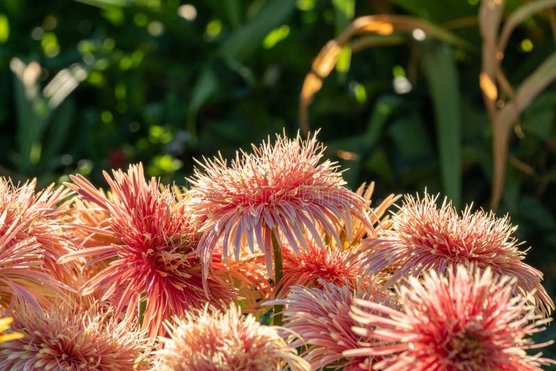 A double Gerbera in pink stock photo. Image of gerbera - 156181102
