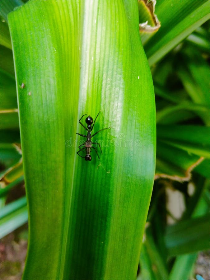 Double head black ant stock image. Image of double, grass - 230096305