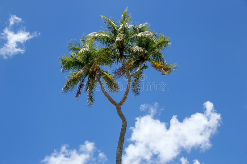 Double-headed Coconut Tree on Tongatapu Island in Tonga Stock Image ...