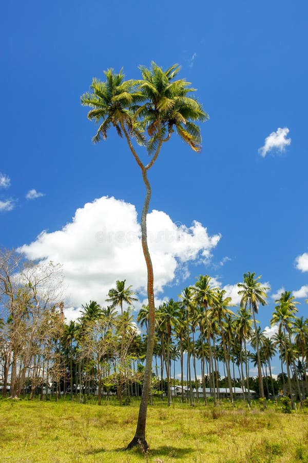 Double-headed Coconut Tree on Tongatapu Island in Tonga Stock Image ...