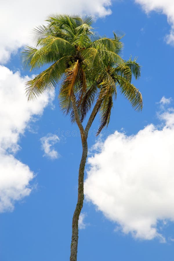 Double-headed Coconut Tree on Tongatapu Island in Tonga Stock Image ...