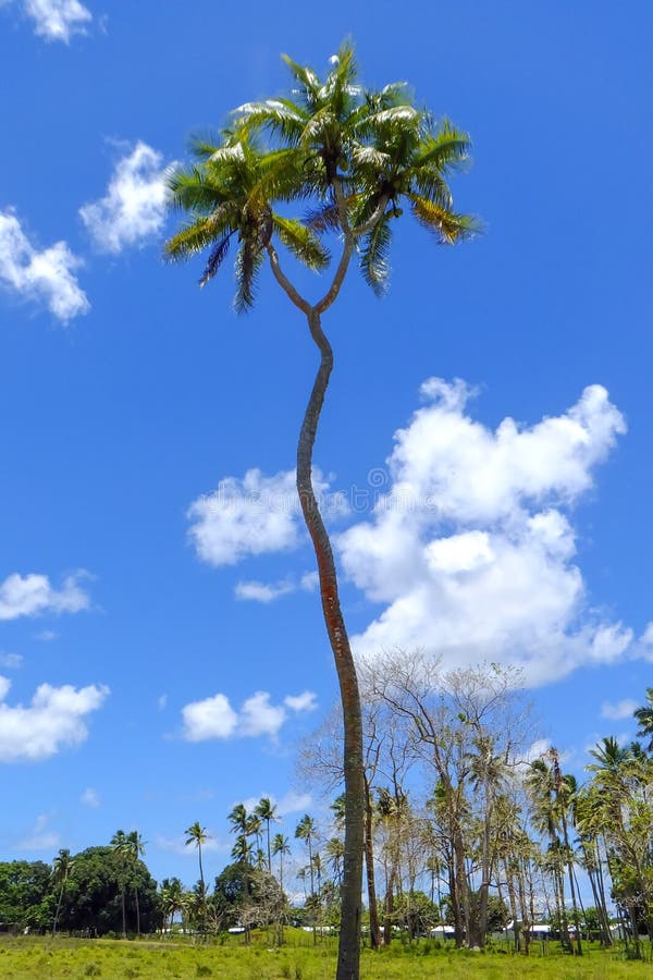 Double-headed Coconut Tree on Tongatapu Island in Tonga Stock Image ...