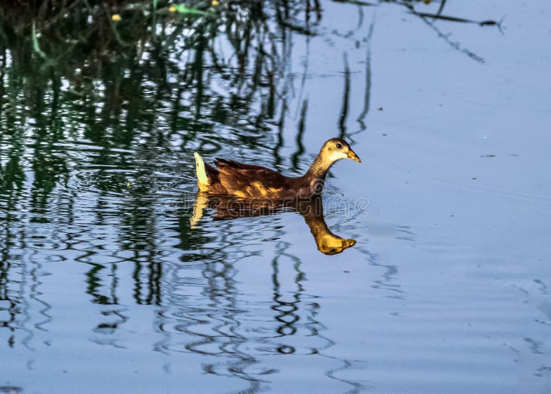 REFLECTION of DUCK stock image. Image of water, beautiful - 141777441