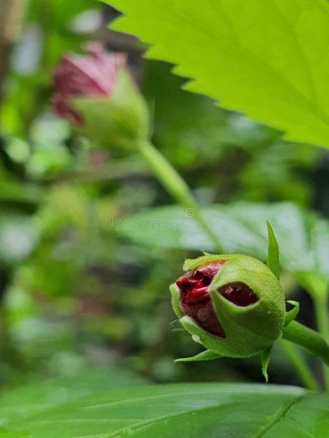 Double Hibiscus Bud Closed Flower Stock Image - Image of petal, nature ...