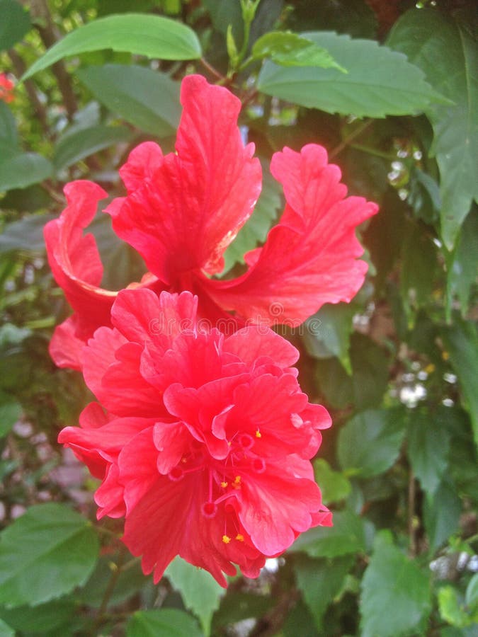 603 Hibiscus Stalk Stock Photos - Free & Royalty-Free Stock Photos from ...