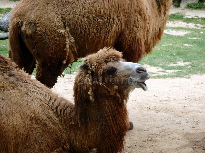 Camel Hump stock image. Image of close, hump, detail - 12084801