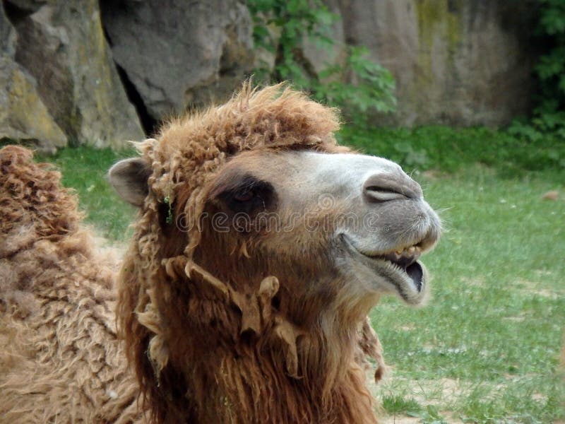 Double hump camel stock photo. Image of grass, desert - 93229680