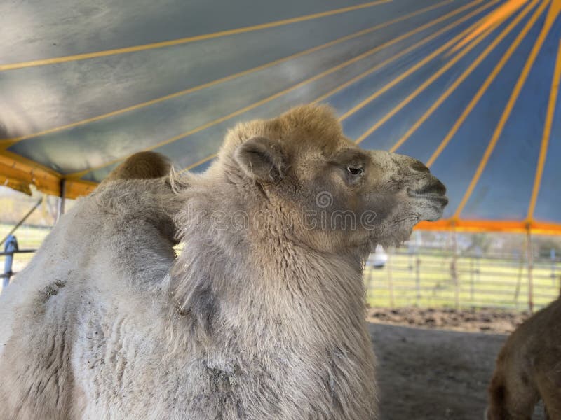 Double Hump Camel Inside the Tent in a Ranch Stock Photo - Image of ...