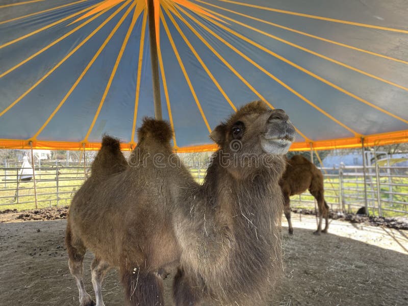 Double Hump Camel Inside the Tent in a Ranch Stock Image - Image of ...