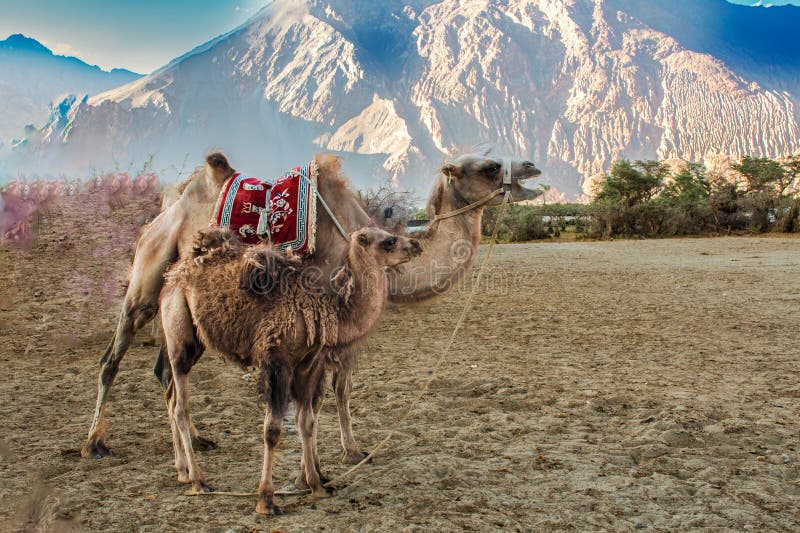 Double Hump Camels or Bactrian Camel at Hunder Sand Dunes Stock Photo ...