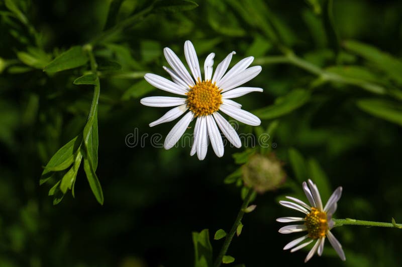 Double Japanese Aster, Aster Iinumae Stock Image - Image of beauty ...