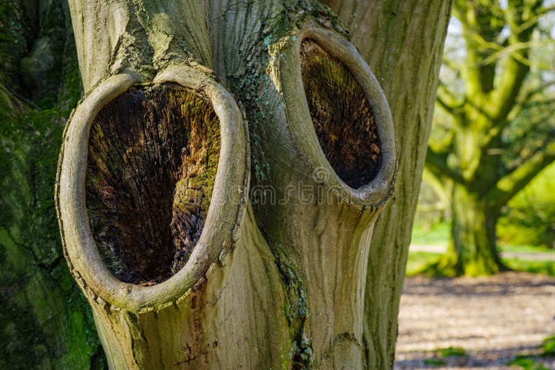 Double knot on tree stock image. Image of spring, double - 274318667