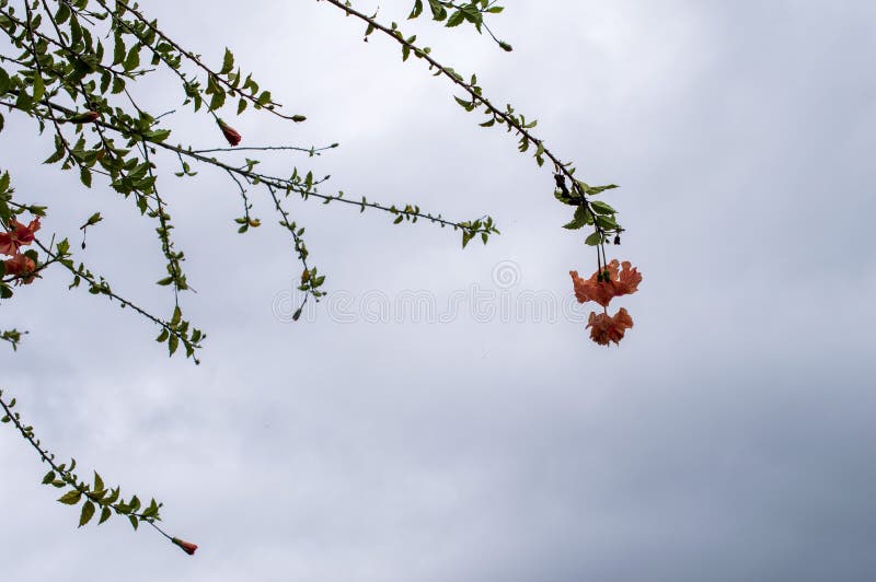 Double Layered Hibiscus in Its Plant Against Blue Sky in Focus Stock ...