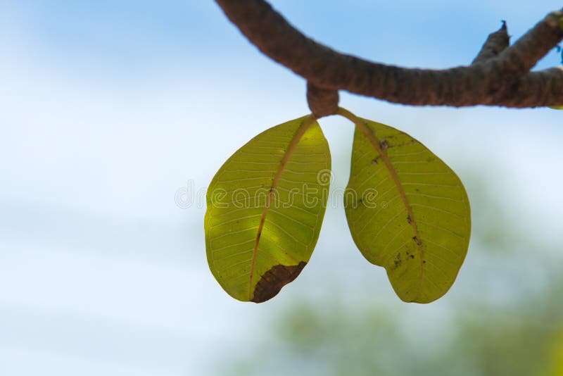 Double leaf stock photo. Image of buddhist, beautiful - 78496466