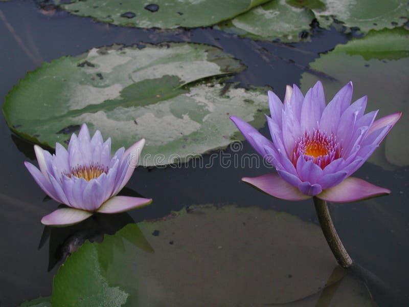 Double Lotus stock image. Image of purple, trees, flower - 180091